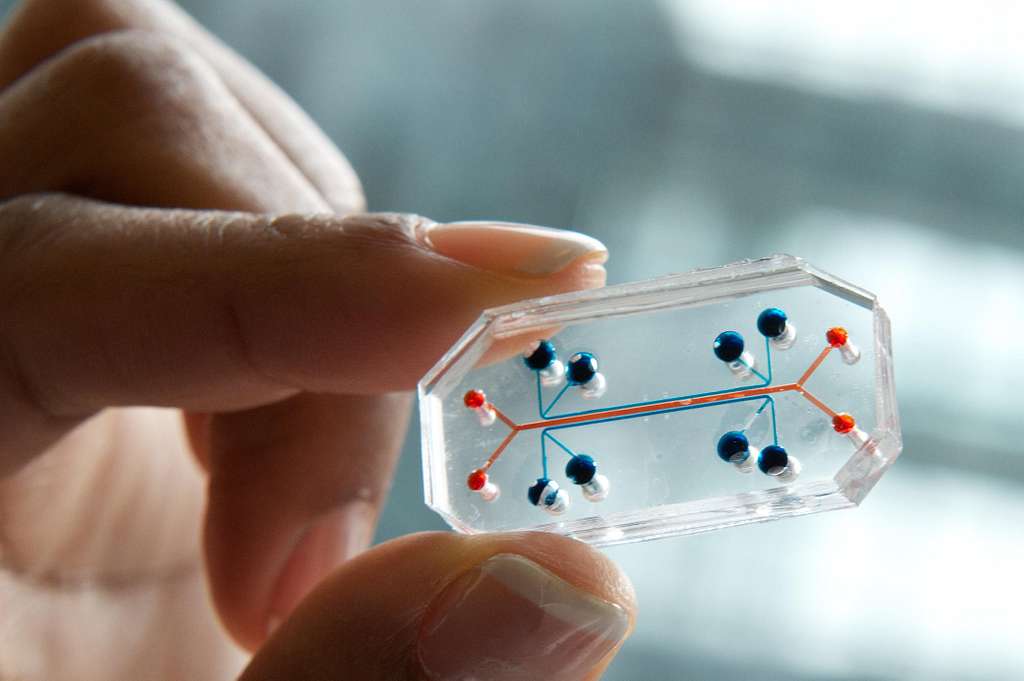 Organs-on-Chips: The Future of Drug Testing – MD Notes